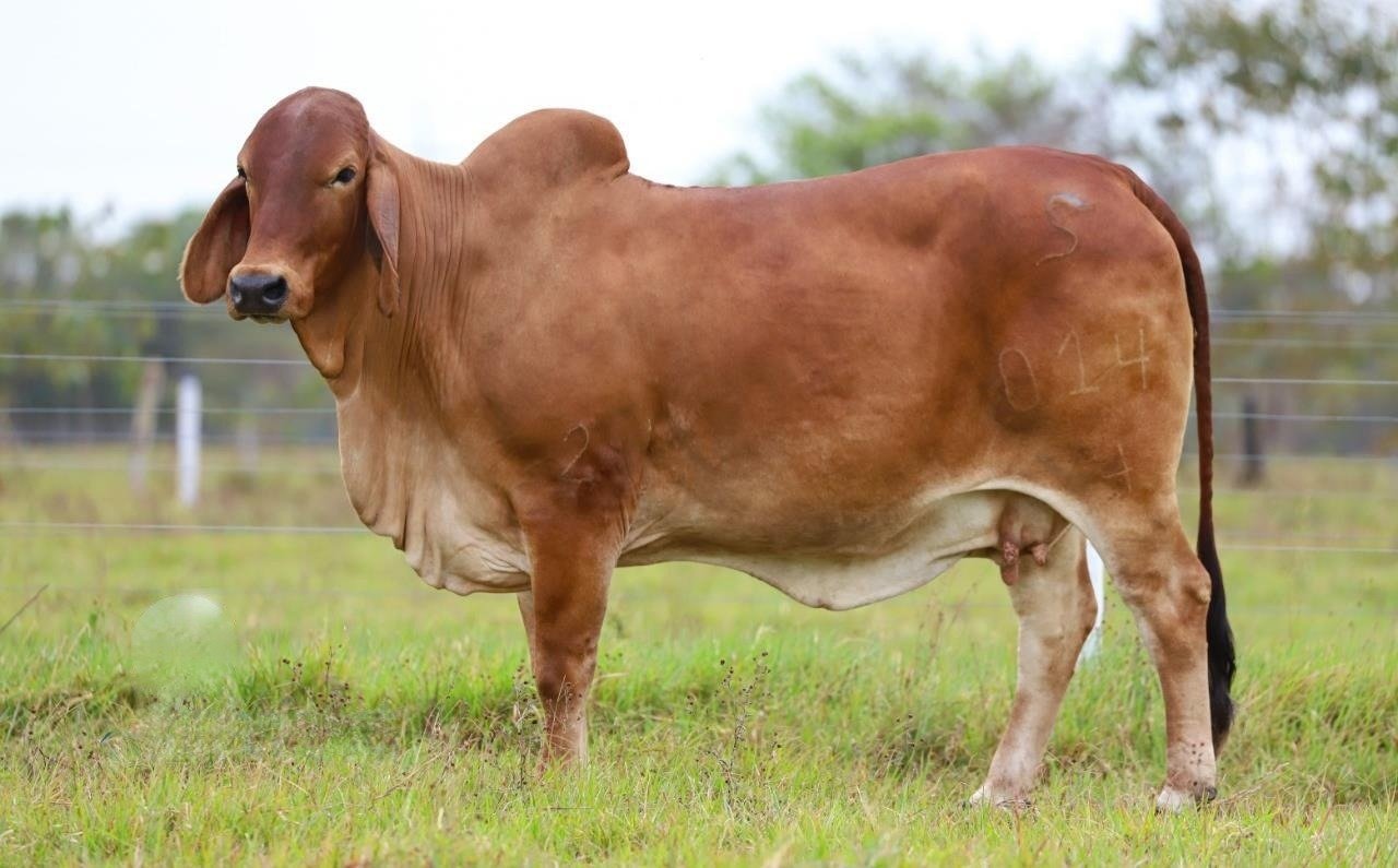 SANTANDER PININA | Genética Tricolor