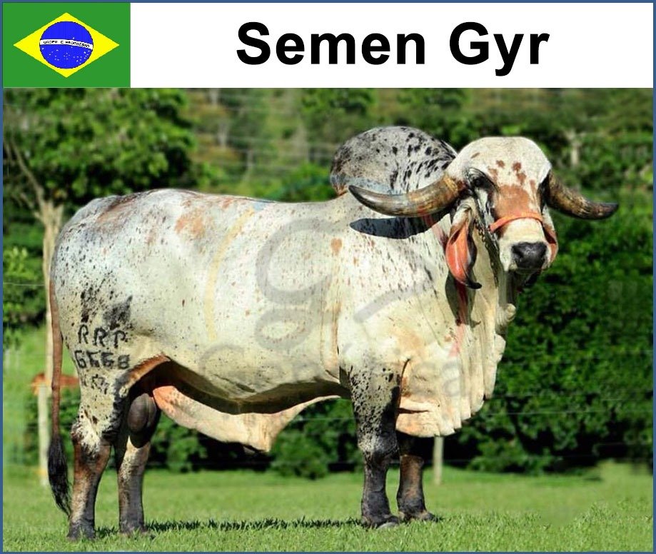 Venta de semen del toro C.A Sansão | Genética Tricolor, todo en el ...