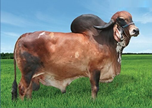 Venta de semen del toro Fardo Fiv F. Mutum | Genética Tricolor, todo en ...