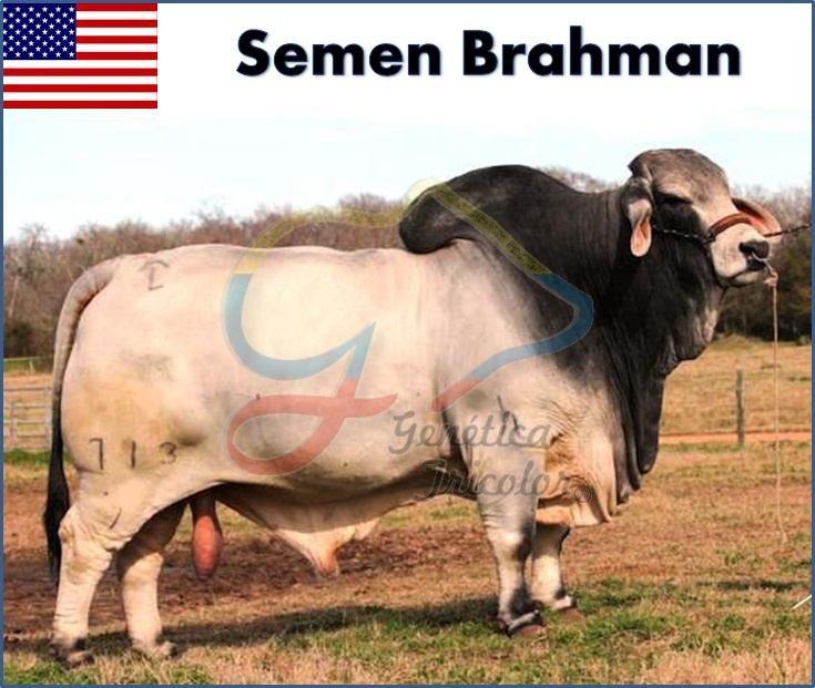 Venta de semen del toro Jdh Roma Manso 713/1 | Genética Tricolor, todo ...