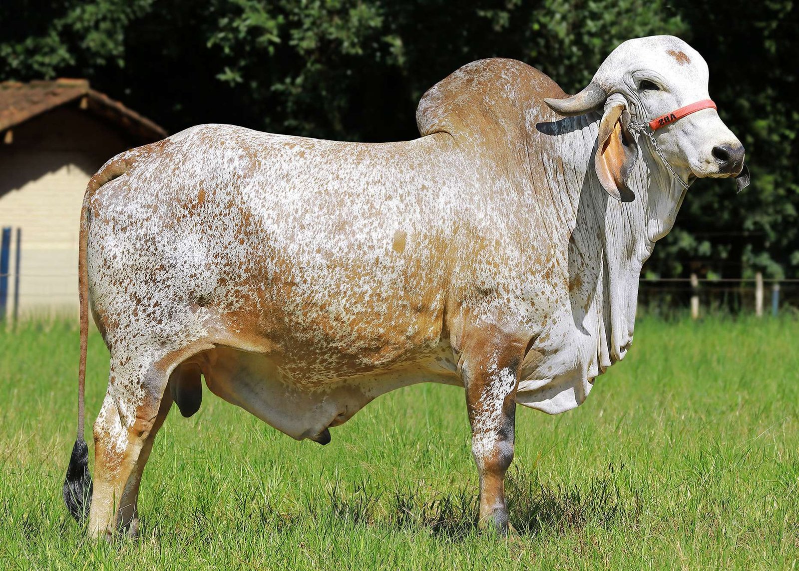 BILAC FIV DO BASA | Genética Tricolor