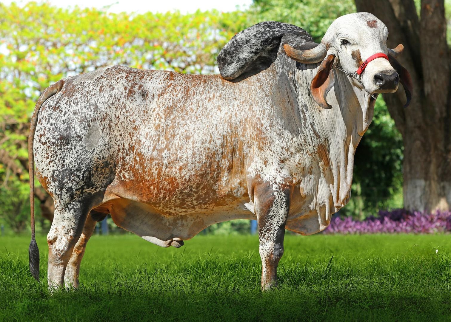 BILAC FIV DO BASA | Genética Tricolor