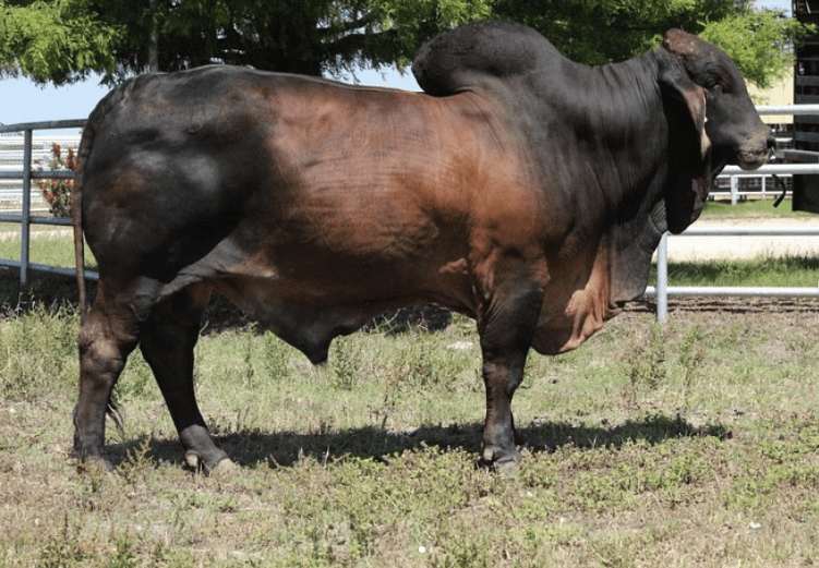 DB SOUTHERN STYLE 402/6 | Genética Tricolor