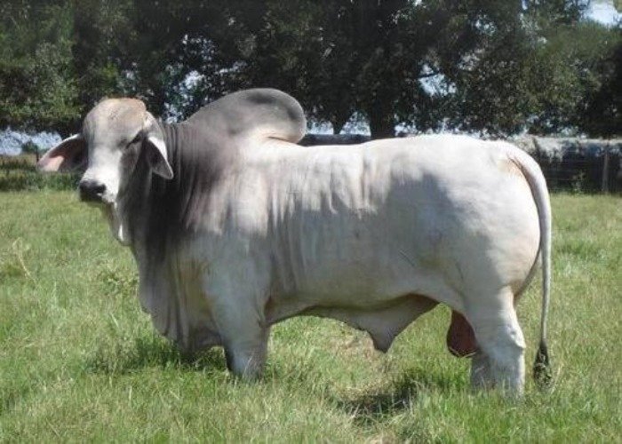 JDH MR MELANSON MANSO 973/6 | Genética Tricolor