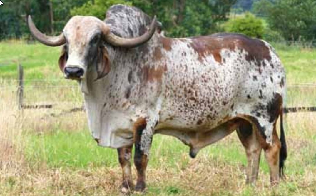 TAPUCA BENITO 06/8 | Genética Tricolor