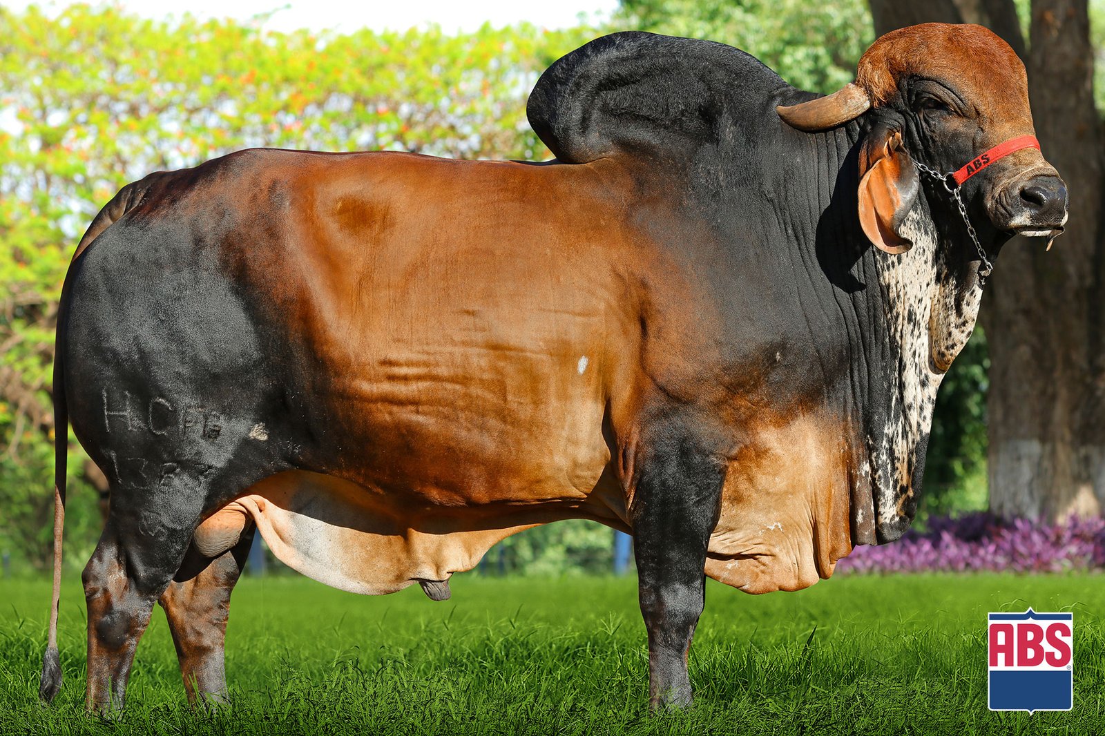 Venta De Semen Del Toro Fardo Fiv F Mutum Genética Tricolor Todo En