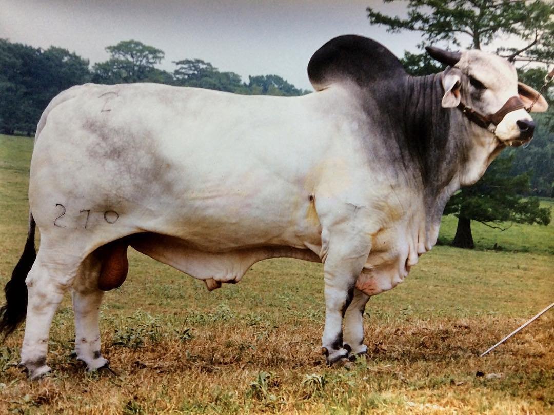 JDH BRYAN MANSO 270 | Genética Tricolor