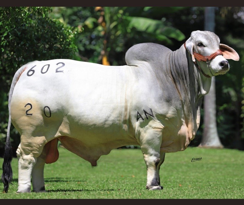 G.A ABSALON MANSO COMPARI T.E. 602/20 | Genética Tricolor