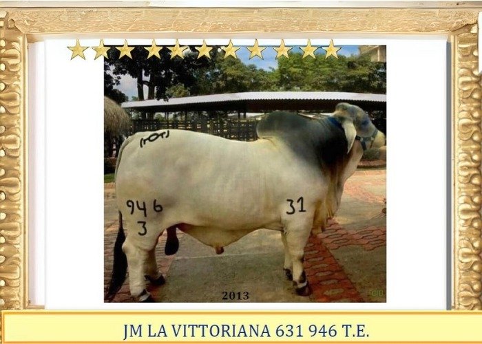 JM LA VITTORIANA 631 946 T.E. | Genética Tricolor