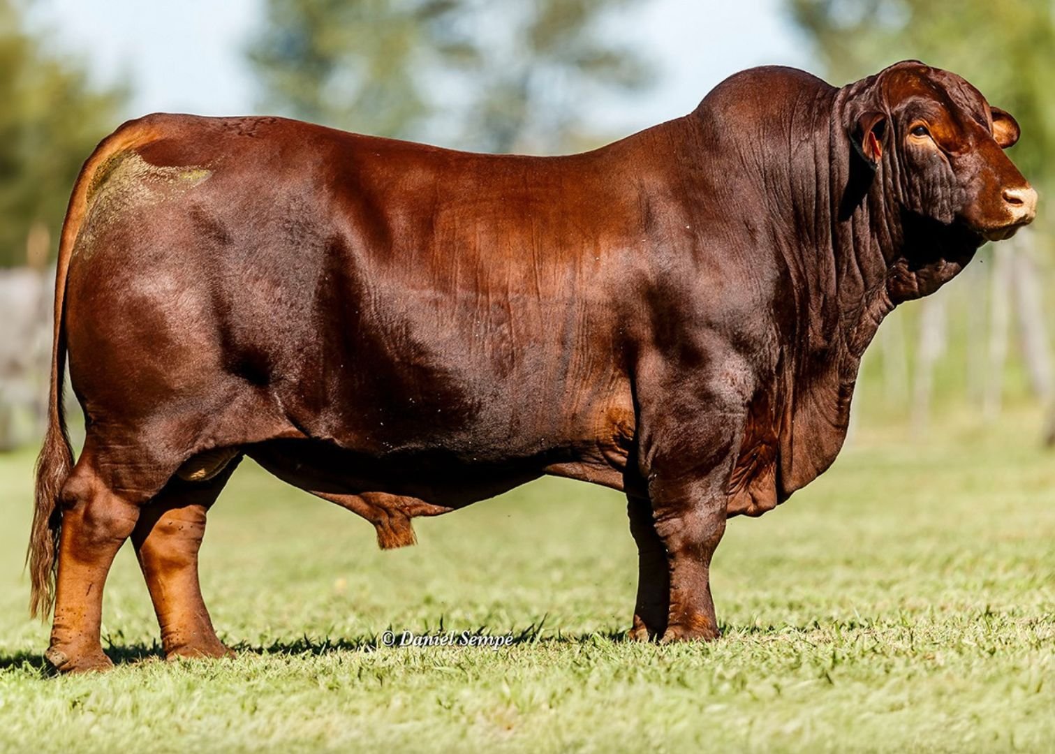 BACO | Genética Tricolor