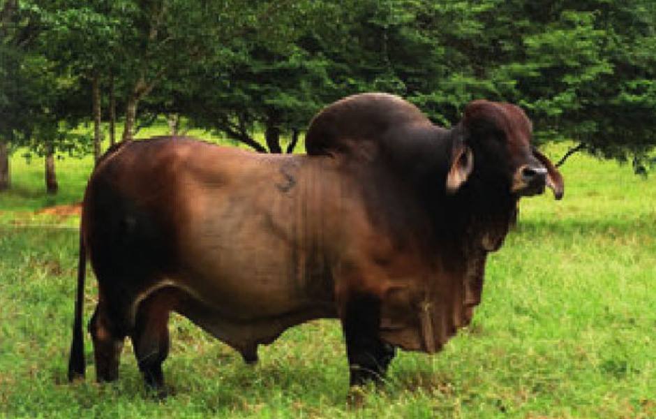 SRS MR REMEDY 573 | Genética Tricolor