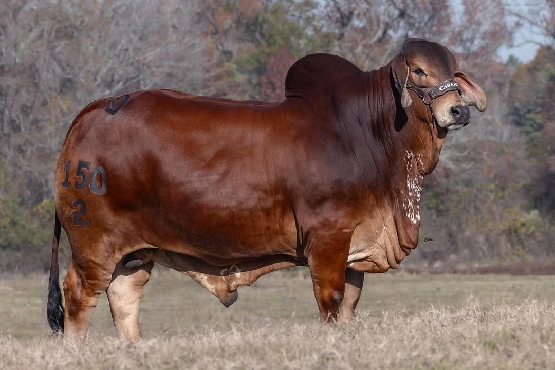 MR CASARAY HG AXEL 150/2 | Genética Tricolor