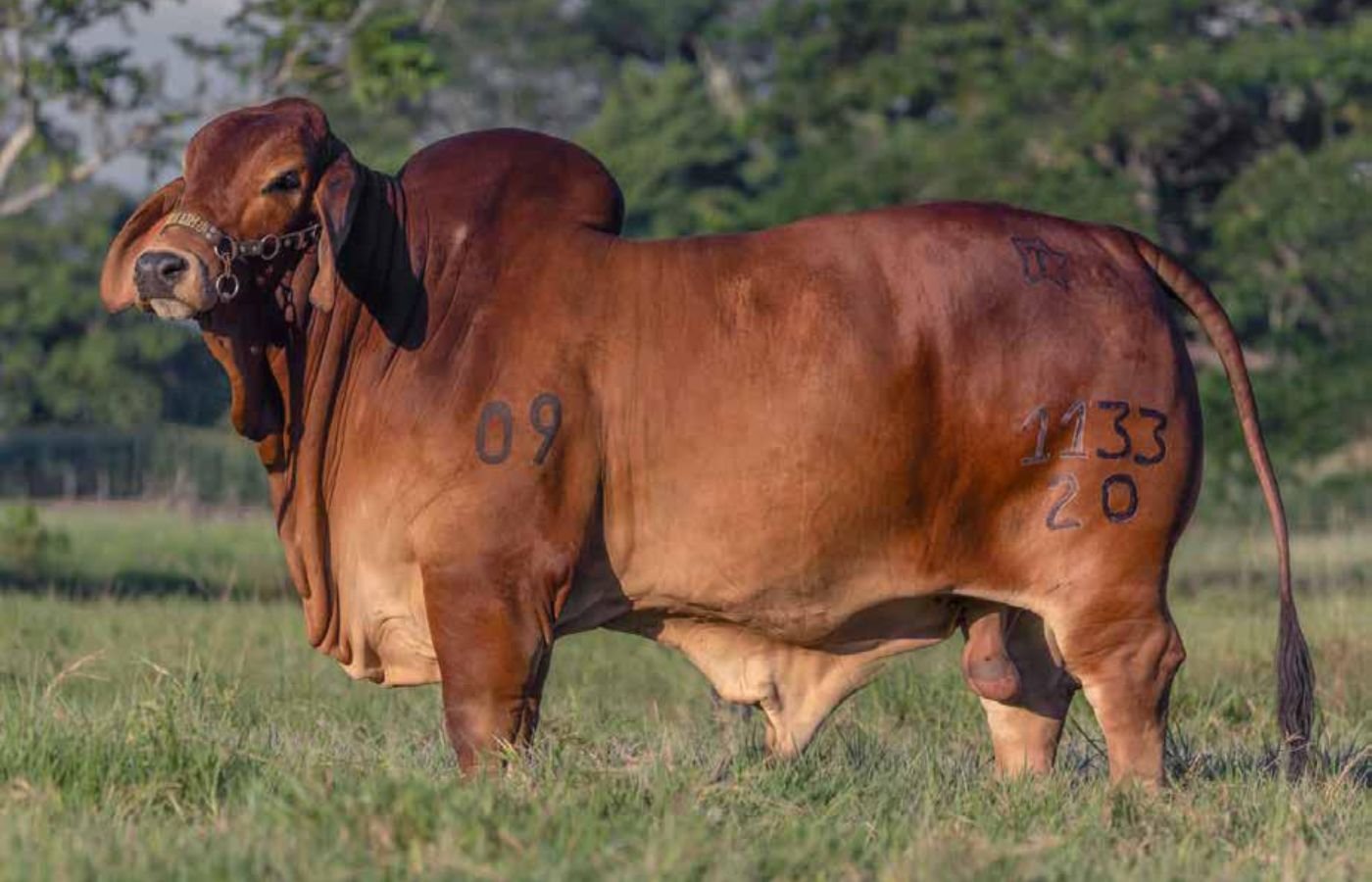 ARG SMOKING DANTE T.E. 1133/20 | Genética Tricolor