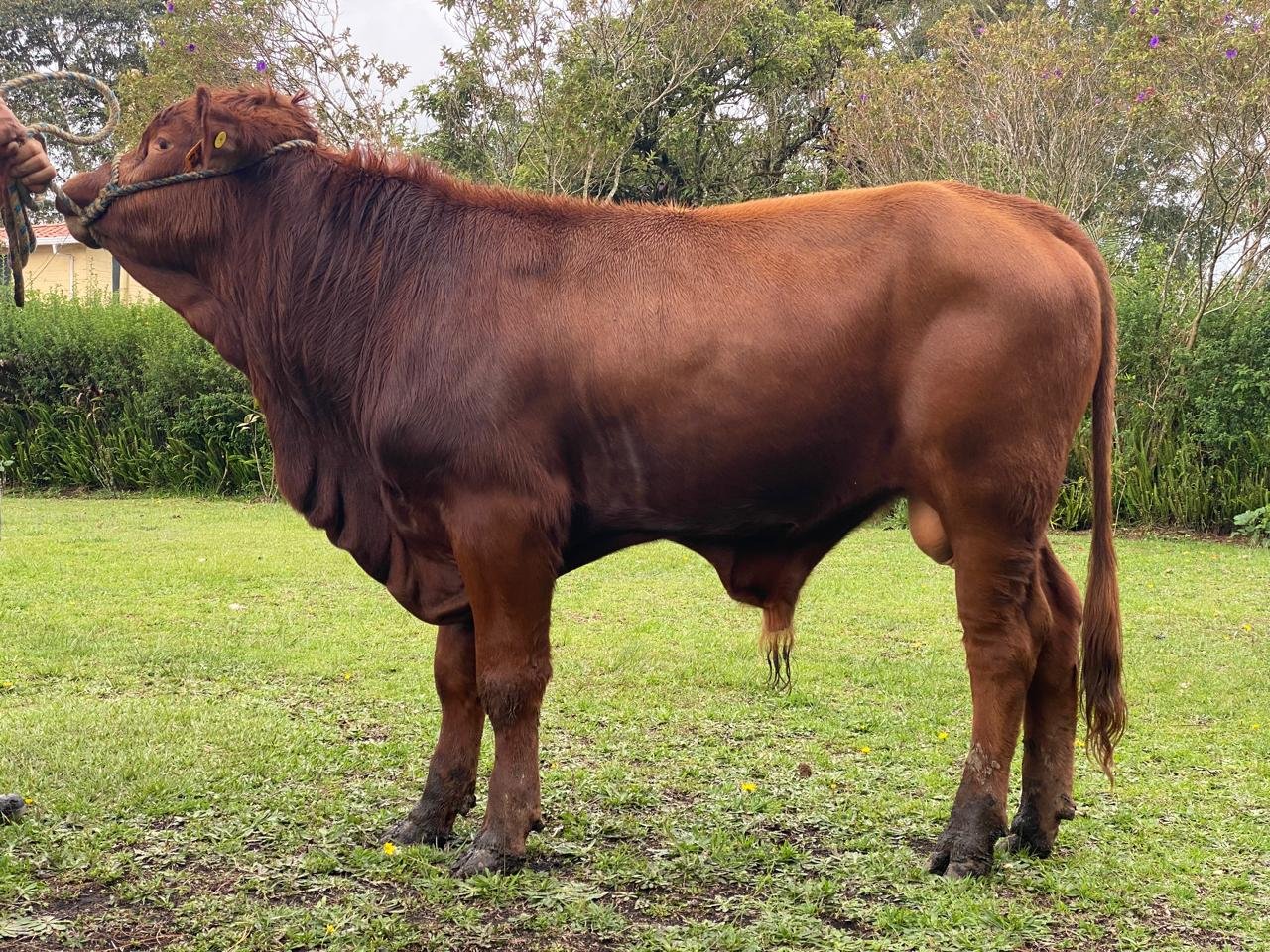 Toretes Angus Rojos | Genética Tricolor