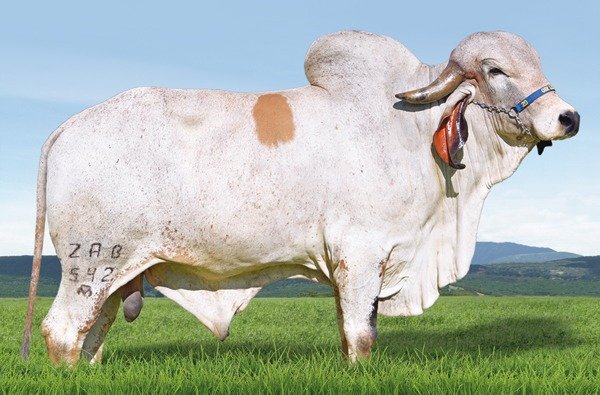 Venta de semen del toro Picasso Fiv 2B | Genética Tricolor, todo en el ...