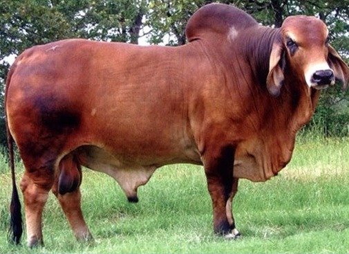Venta de semen del toro Hk Visa Brasil 275 | Genética Tricolor, todo en ...