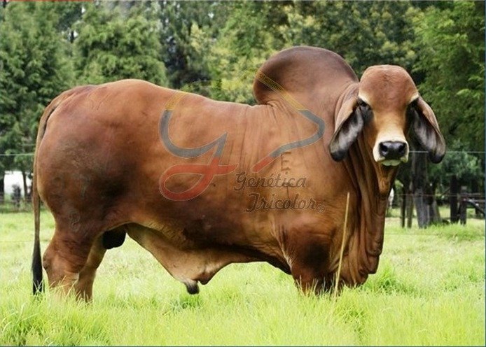Venta de semen del toro Monterrey Tanque Trueno Te 972/8 | Genética ...
