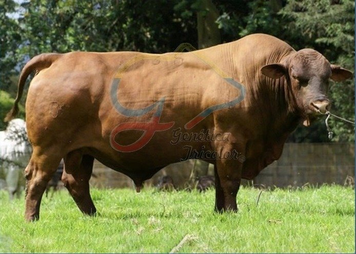 Venta de semen del toro Senepol Tm 01 1135 | Genética Tricolor, todo en ...