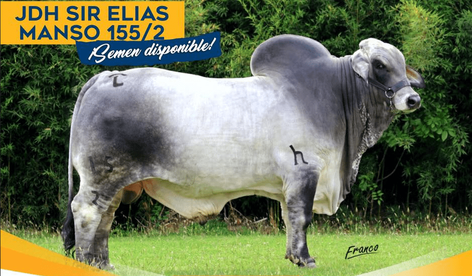 Venta de semen del toro Jdh Sir Elias Manso 155/2 | Genética Tricolor ...