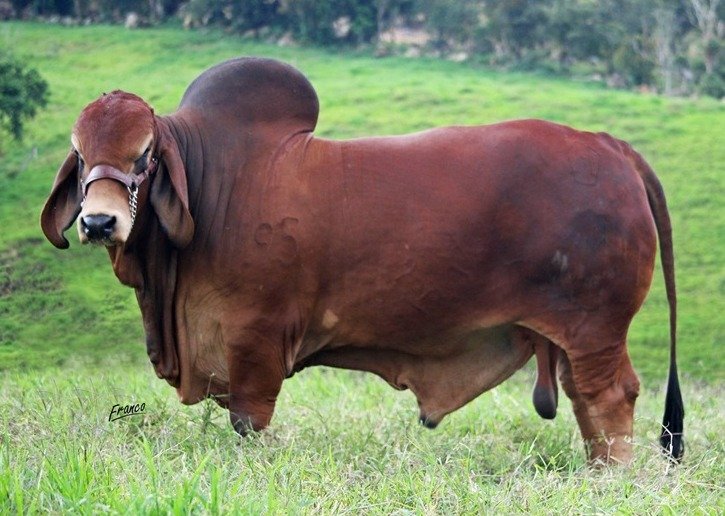 Venta de semen del toro El Obispo San Buenaventura T.E. 514/93 ...