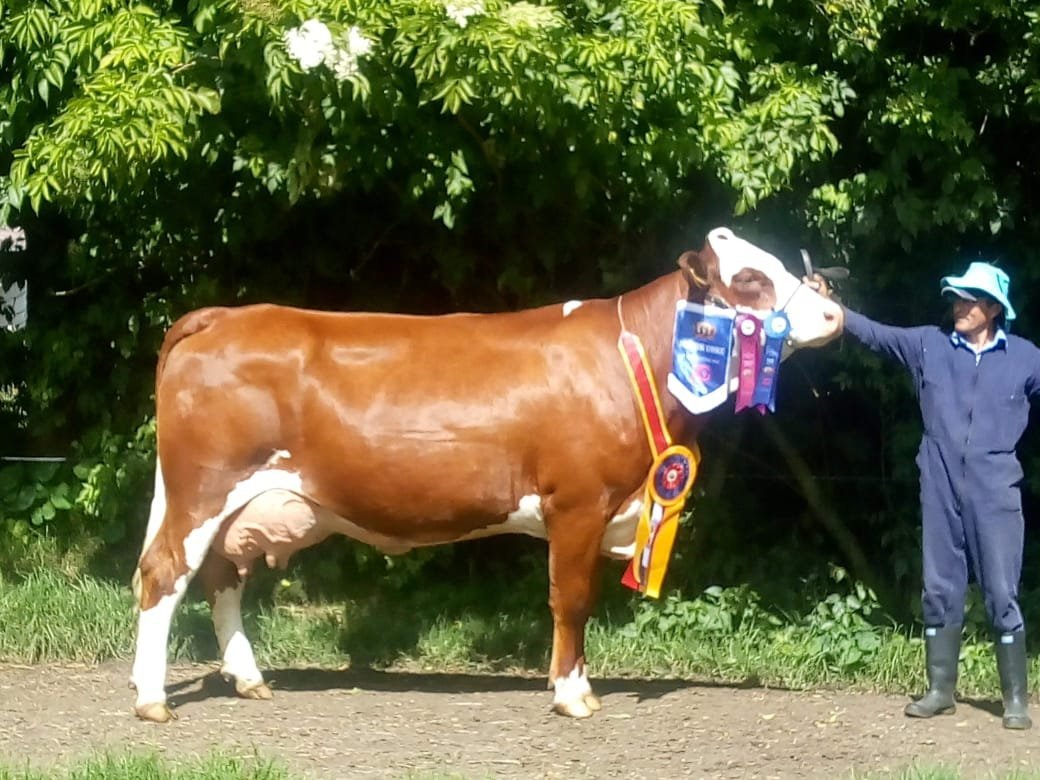 TRD. EVOLUTION 440 KARLINA | Genética Tricolor