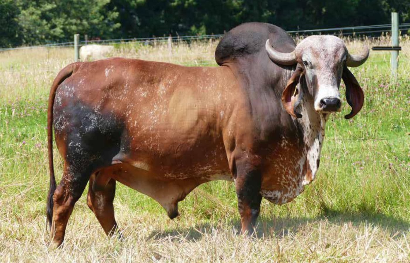 HDV. RADAR BENGALA RIVAL TE 53/3 | Genética Tricolor