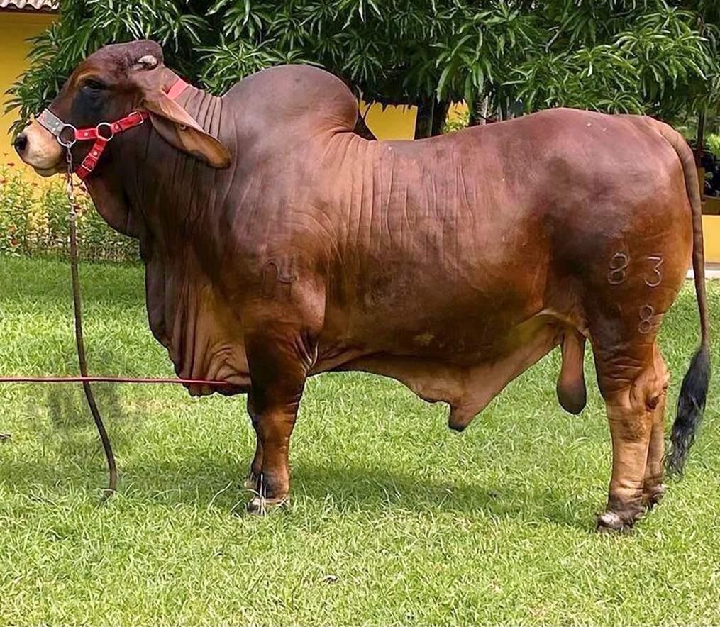 LUSITANIA DUQUE 783/08 | Genética Tricolor