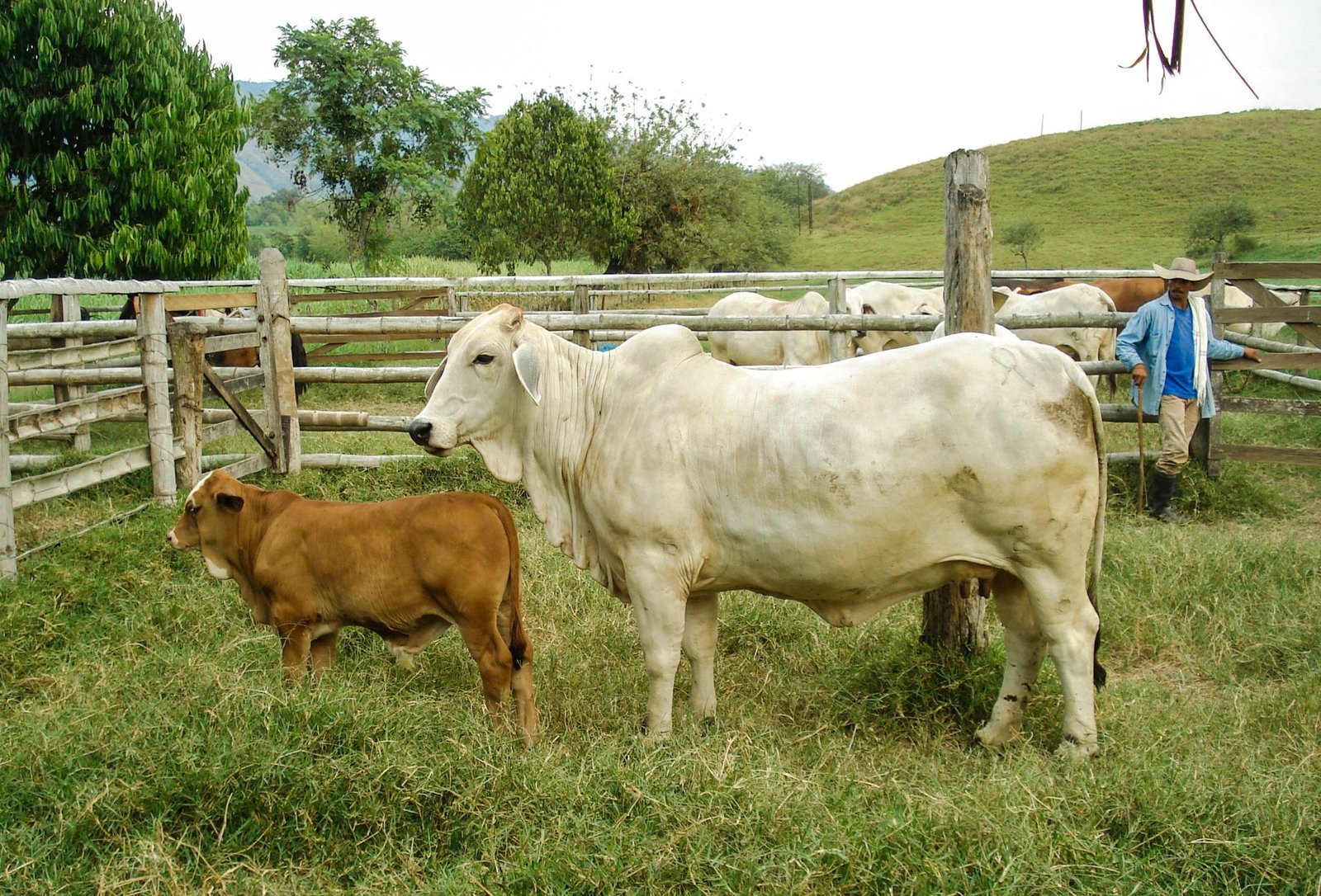 NUTRICION FETAL Y LA CALIDAD DEL TERNERO PRODUCIDO | Genética Tricolor