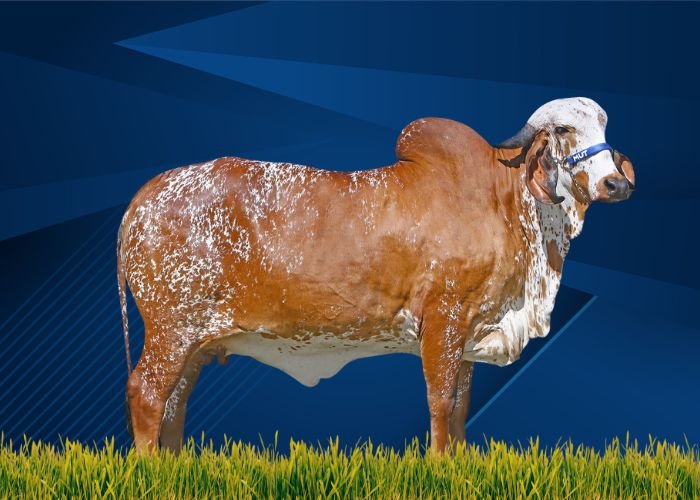 UDIPA FIV F. MUTUM | Genética Tricolor