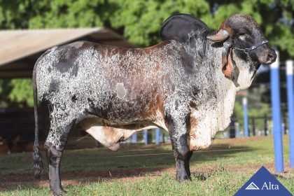 Catálogo de semen de toros Gyr | Genética Tricolor