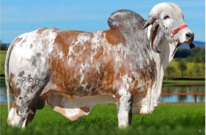 Catálogo de semen de toros Gyr | Genética Tricolor